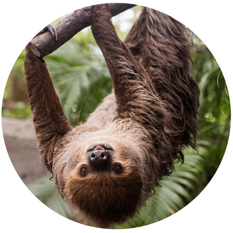 Mona Lisa Secrets Animals