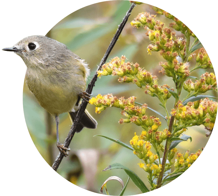 What will you do to help protect birds? - Da Vinci Science Center