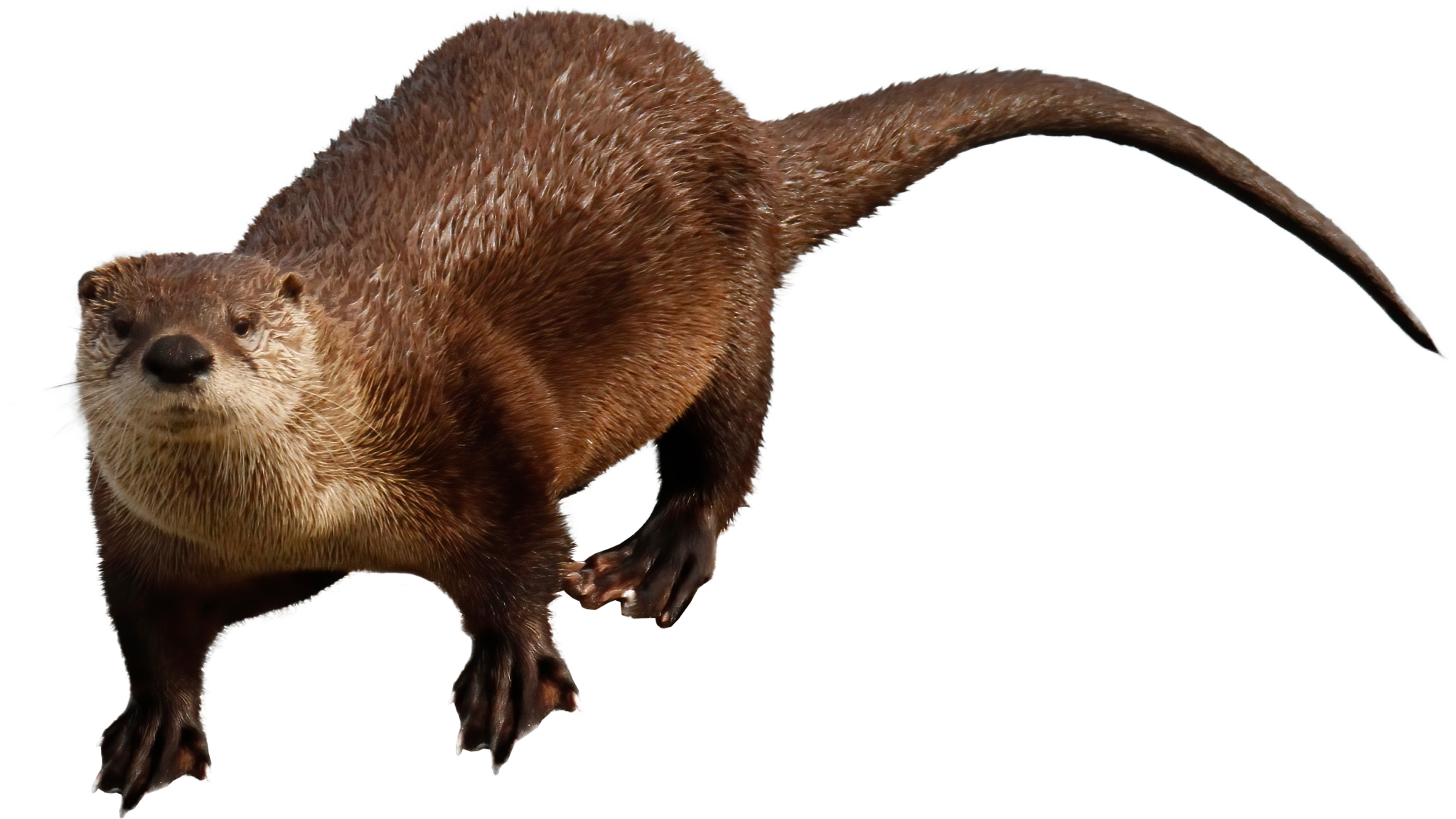 What will you do to help protect otters? - Da Vinci Science Center