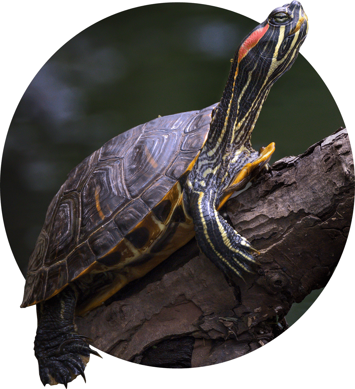 What will you do to help protect turtles? - Da Vinci Science Center