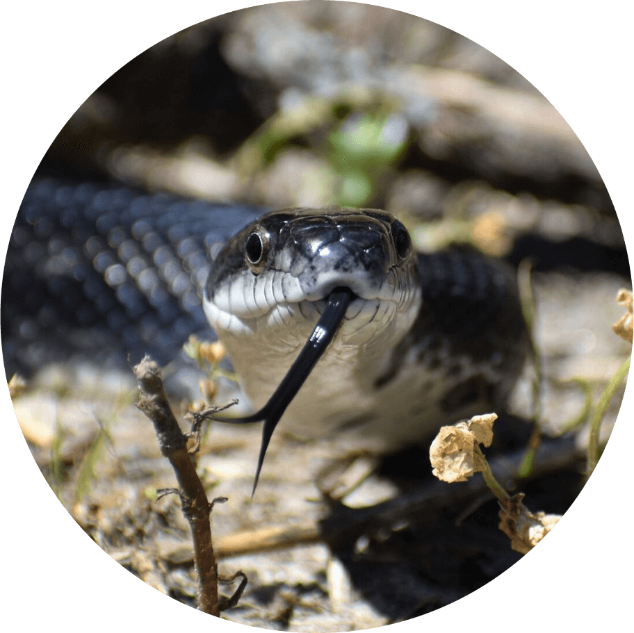 What will you do to help protect snakes? - Da Vinci Science Center