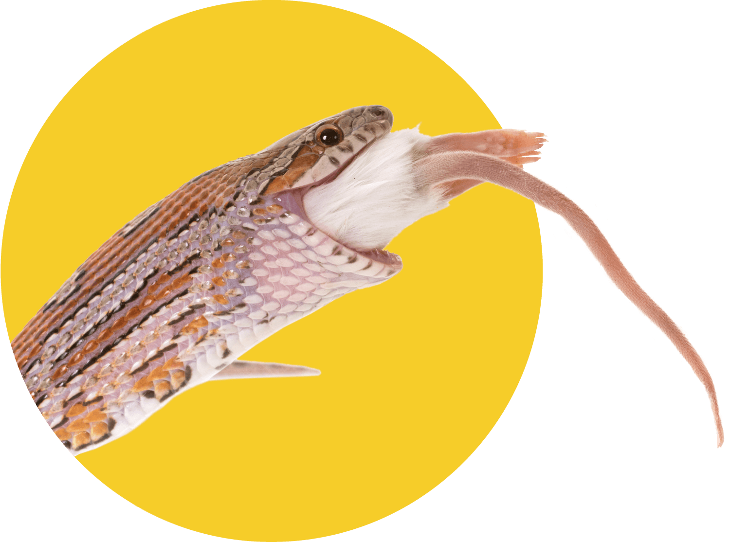 ¿Qué hará para ayudar a las serpientes locales? - Da Vinci Science Center