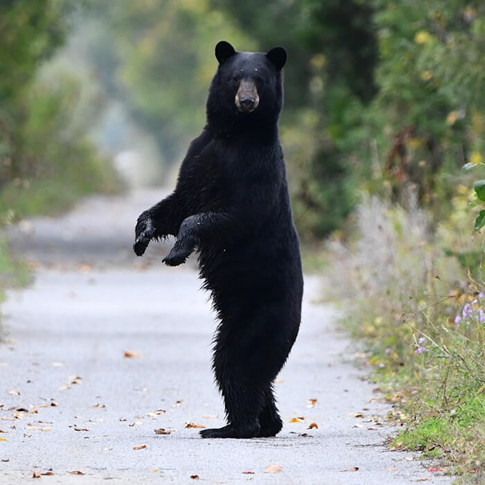 Lehigh River Watershed Wildlife Guide - Da Vinci Science Center