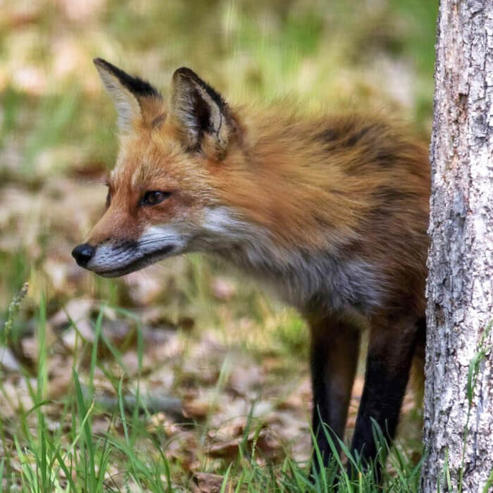 Lehigh River Watershed Wildlife Guide - Da Vinci Science Center