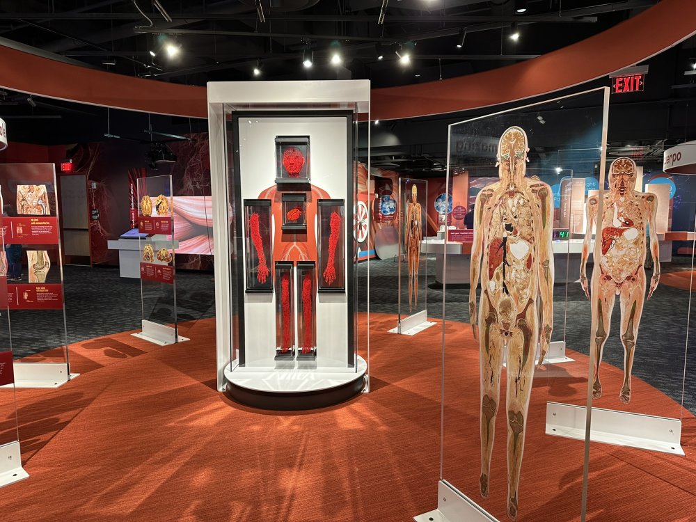 My Body Exhibit | Da Vinci Science Center