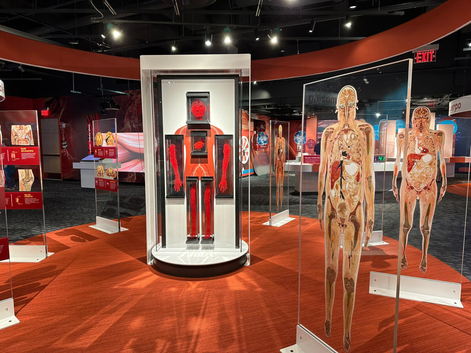 My Body Exhibit | Da Vinci Science Center