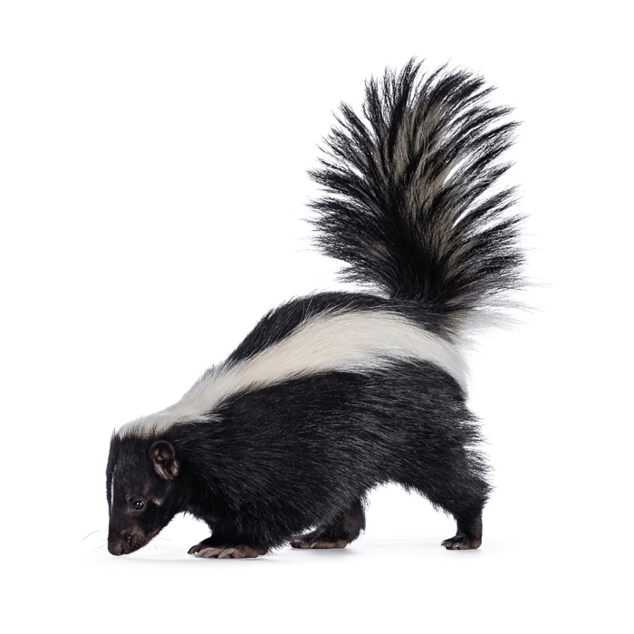 Lehigh River Watershed Wildlife Guide - Da Vinci Science Center