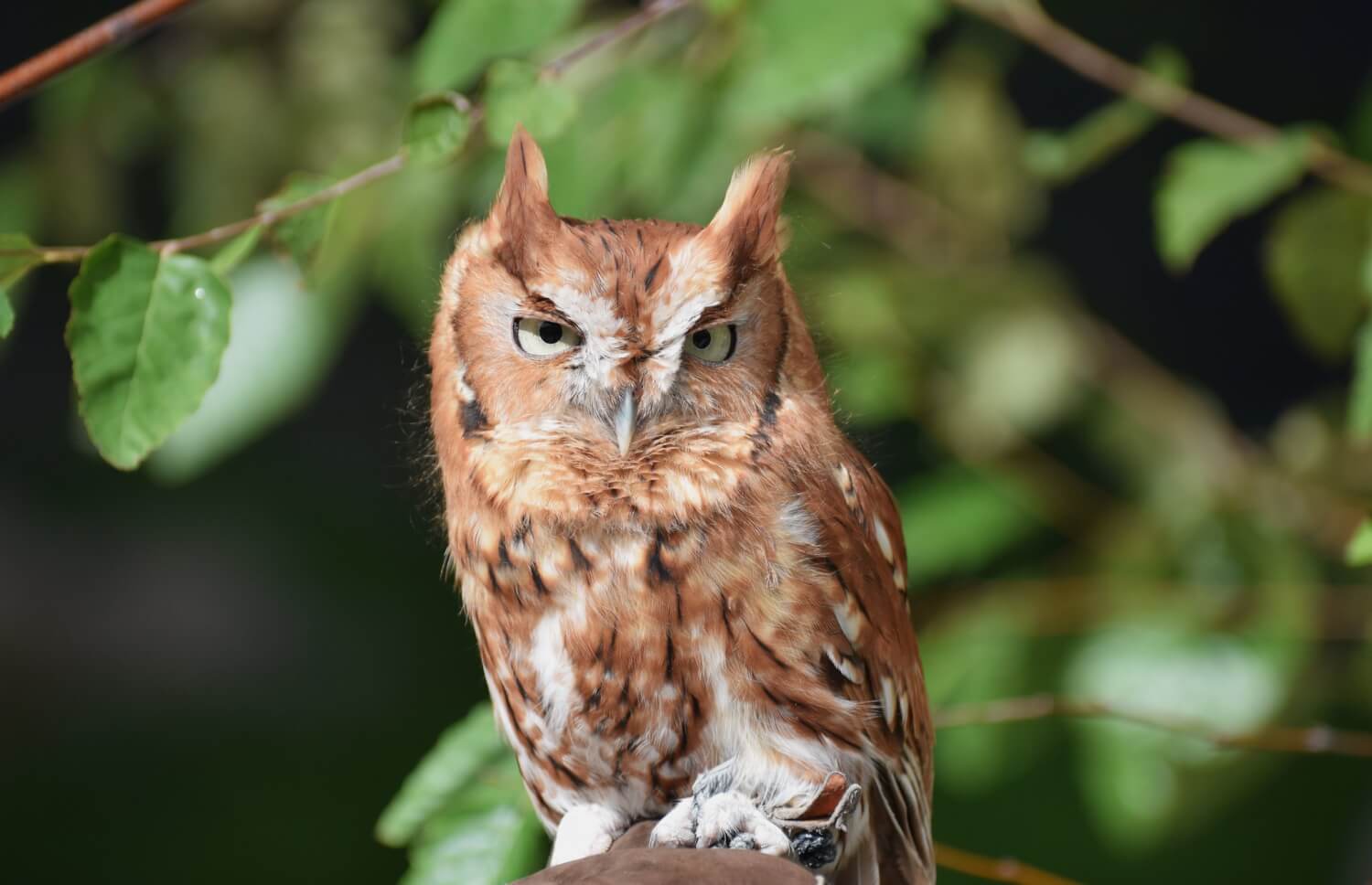 A Night in Nature: Camp-out at Camp Fowler - Da Vinci Science Center