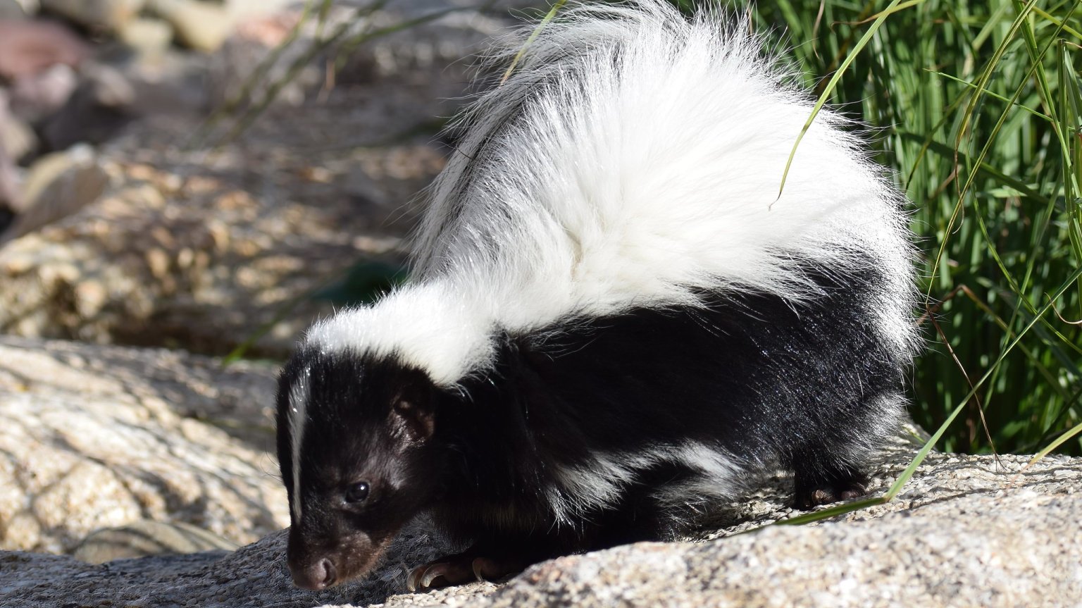 Finn the Skunk Meet & Greet - Da Vinci Science Center
