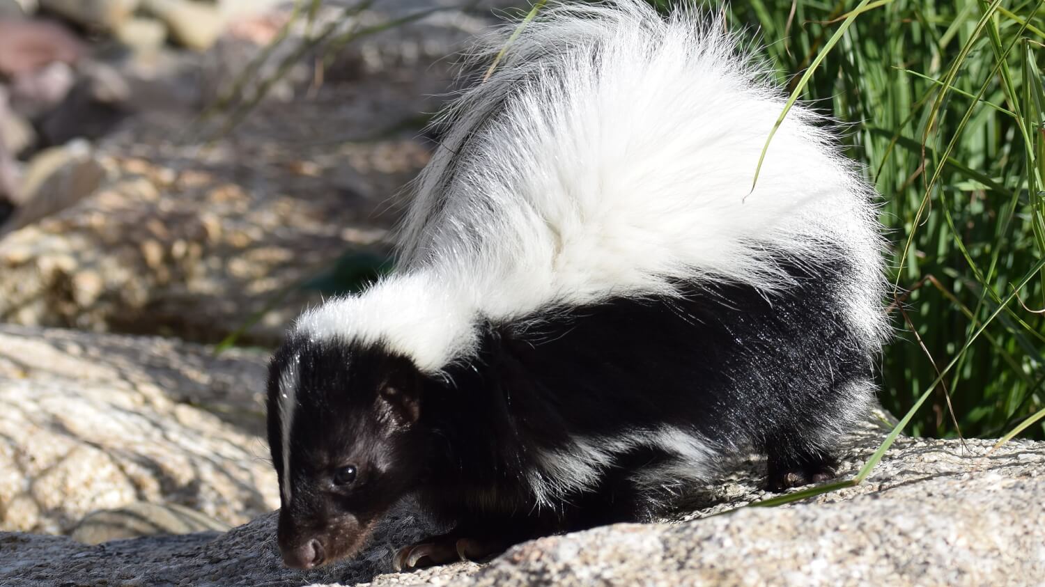 Finn the Skunk Meet & Greet - Da Vinci Science Center