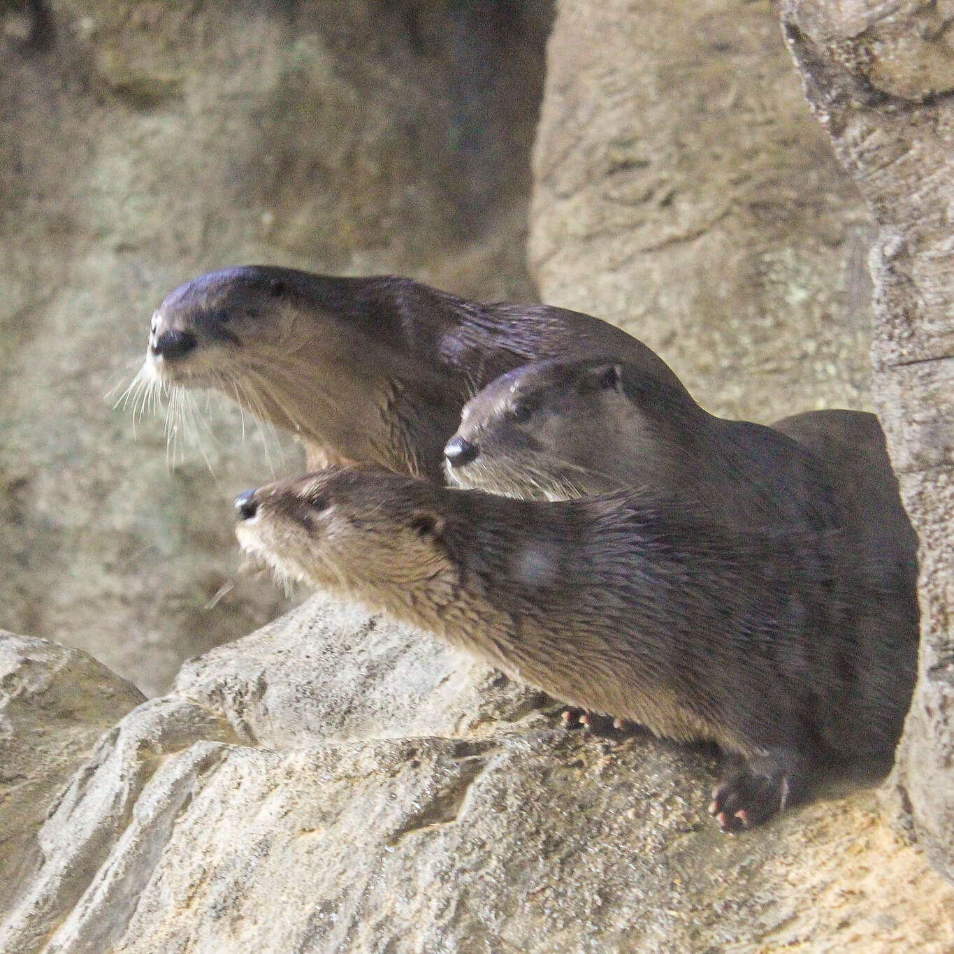 Mickey Mouse Clubhouse: The Exhibit - Da Vinci Science Center