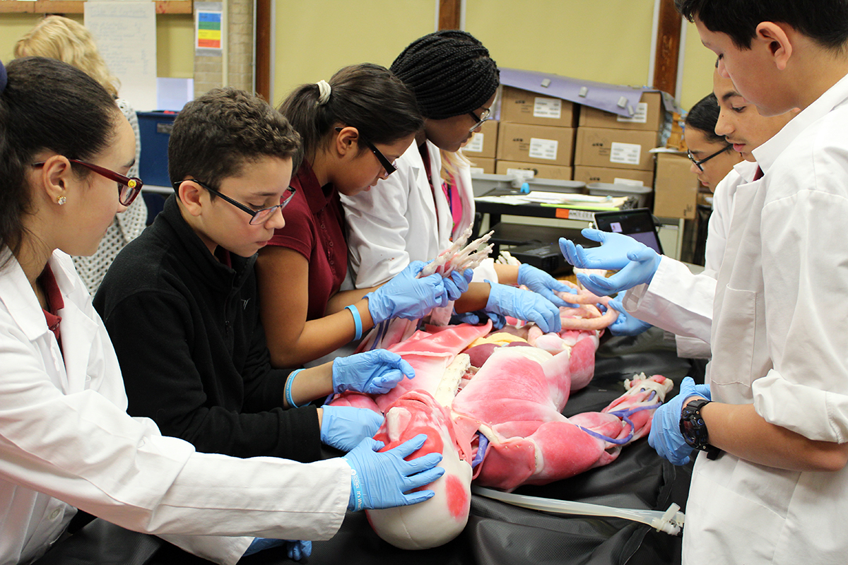 SynDaver - Da Vinci Science Center - Da Vinci Science Center